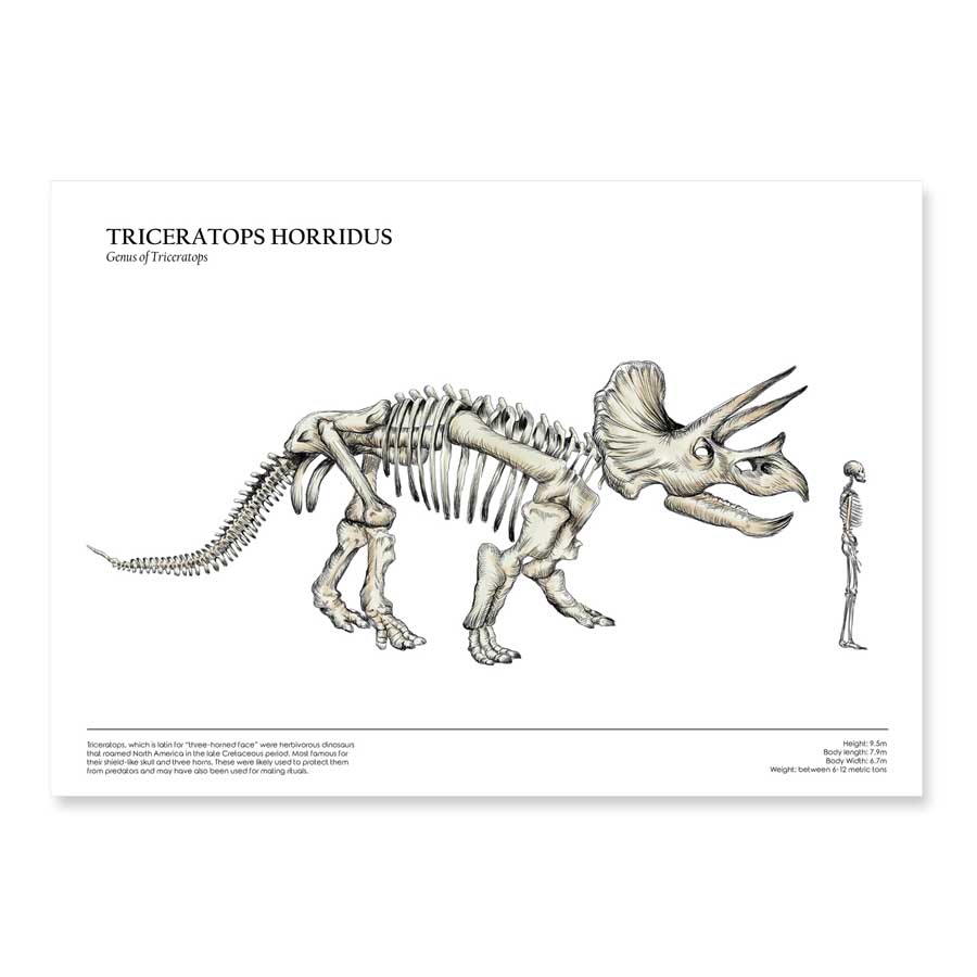 Human & Dinosaur Skeleton Size Comparison Poster / Triceratops A2