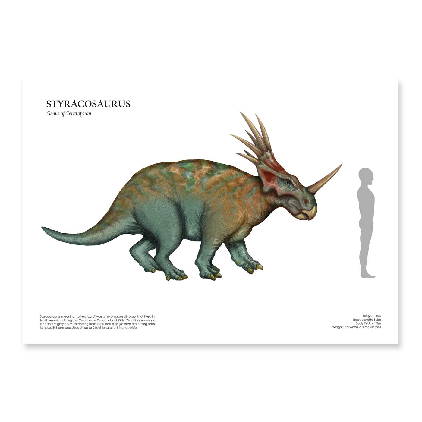Human & Dinosaur Size Comparison Posters (Styracosaurus, A4)